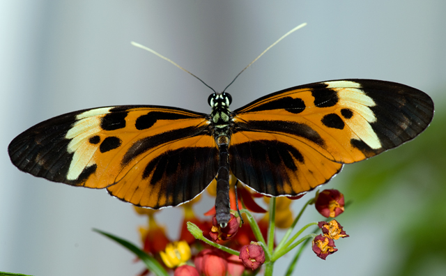 Carleton University Butterfly Show, Carleton University, Ottawa ...