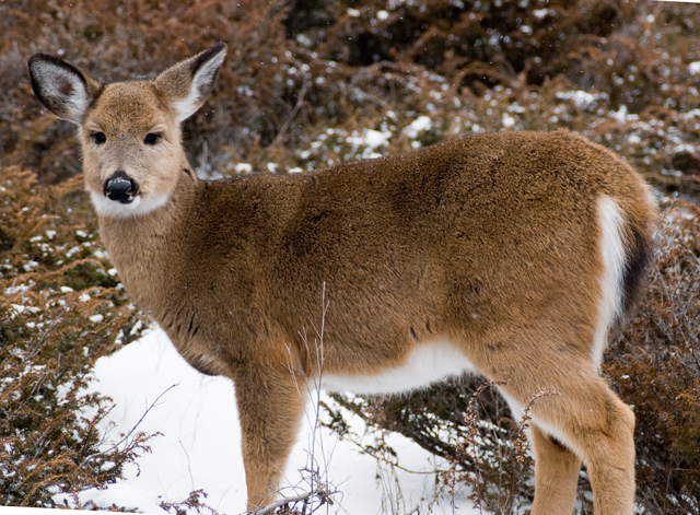 Deer on the Old Quarry Trail â€“ Kanata, Ontario | MegaPixel Travel