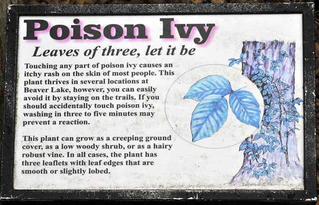 Poison Ivy (Images and Description) – MegaPixel Travel