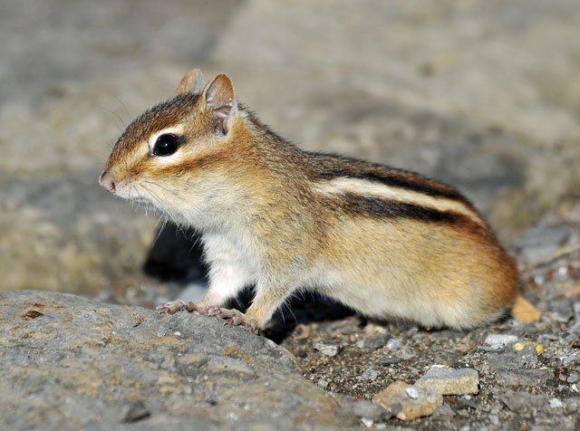 Bates Island and the Ottawa River revisited – MegaPixel Travel