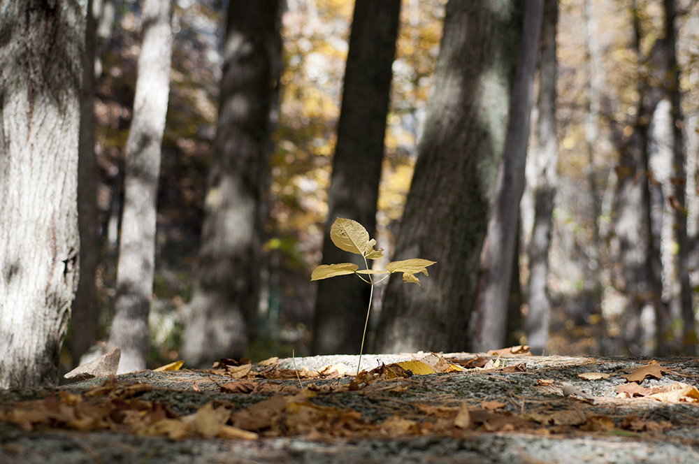 Fall at Luskville Falls, Gatineau Hills, Quebec | MegaPixel Travel