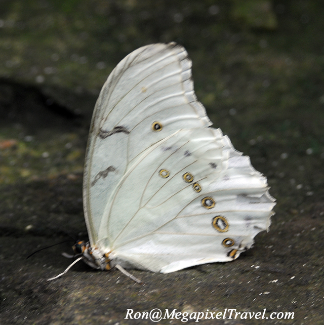 Butterflies – White Morpho – Morpho polyphemus | MegaPixel Travel